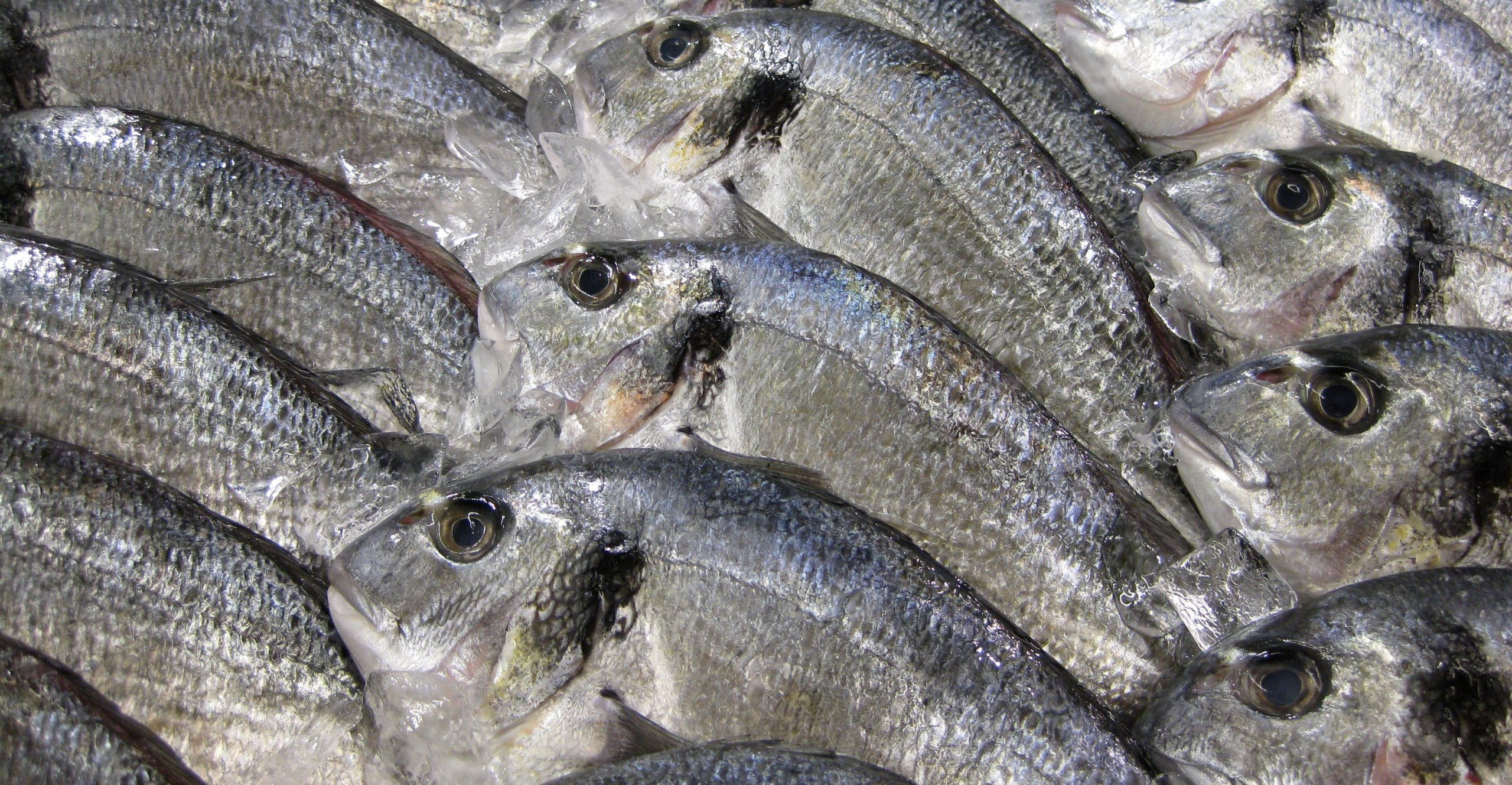 Bulgaria’s Food Safety Agency begins checks at Black Sea coast – The ...