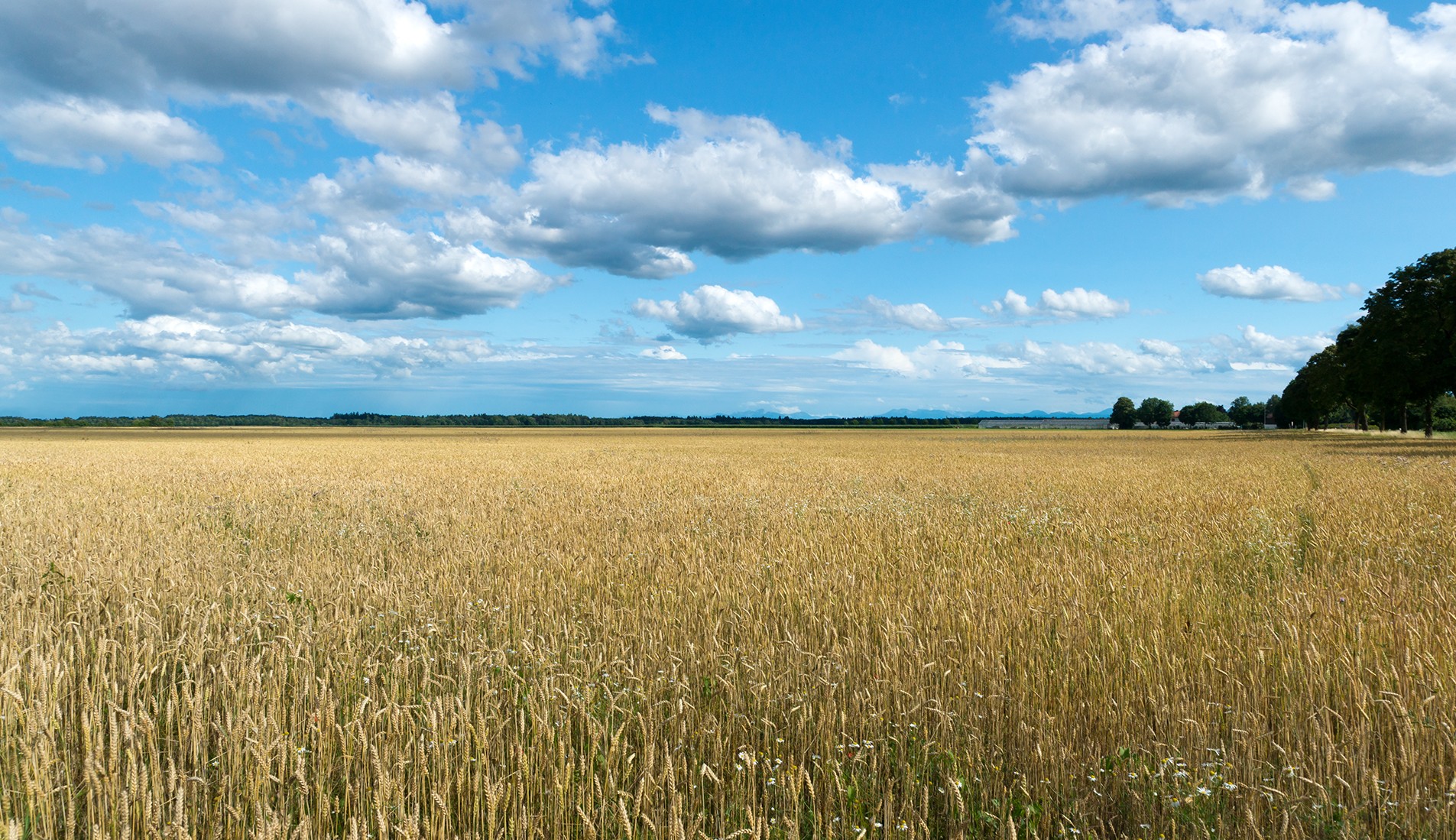Bulgaria’s government to spend 1.1BN leva on wheat, sunflower and corn ...