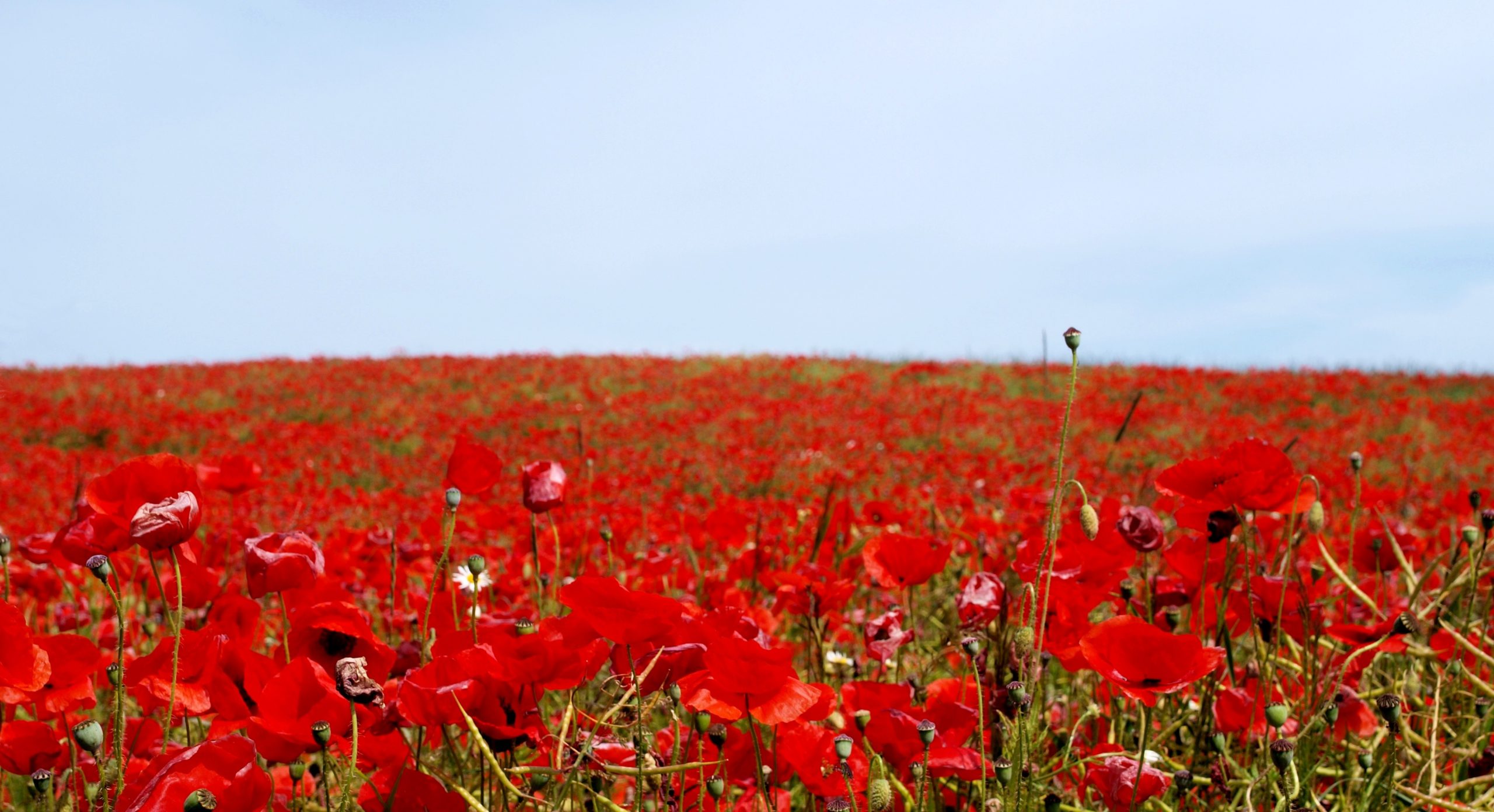 Remembrance Day ceremony at Sofia Military Cemetery on November 11 ...