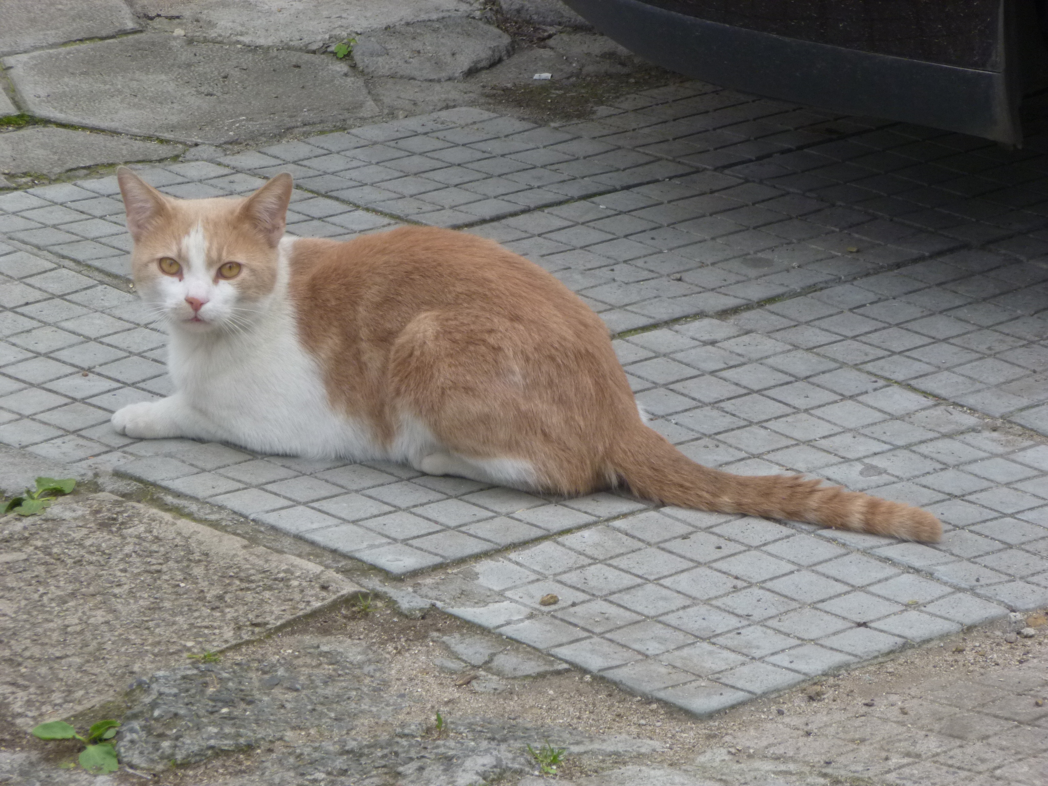 Bulgaria’s Plovdiv shocked by mass poisoning of cats – reports – The ...