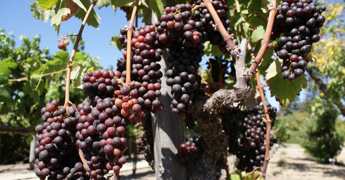 Bulgarian wine grape growers say 2017 crop is best for the past five ...