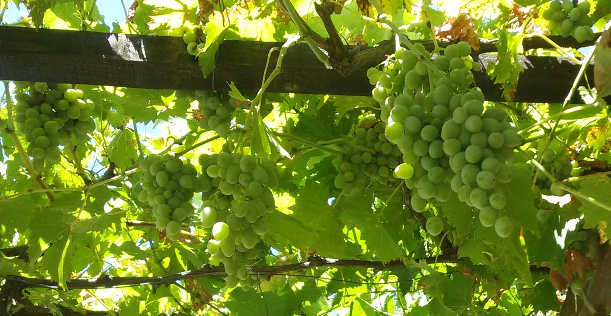 Sour grapes: Heated emotions as Bulgaria’s Customs Agency seals ...