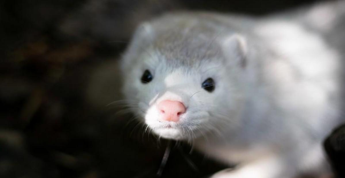 Bulgaria bans import and breeding of American minks – The Sofia Globe