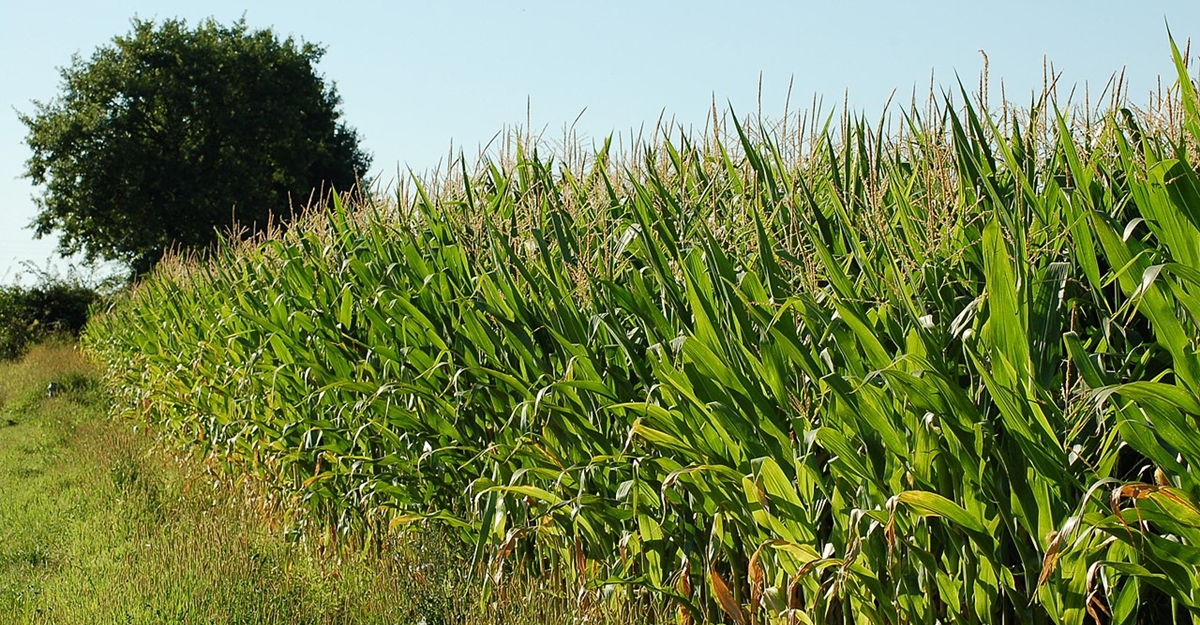 Bulgaria’s 2024 corn, sunflower harvests worst in decade – report – The ...